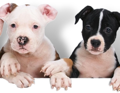 Pups4Sale - Puppies & Dogs for Sale Across Australia